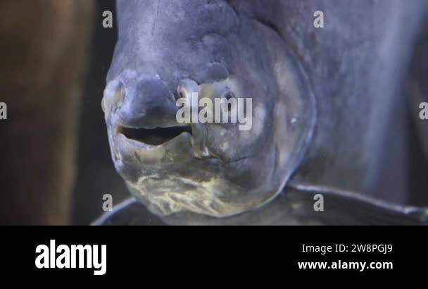 Close up of head of a big South American fresh water fish tambaqui, or ...