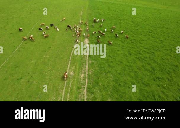 Hardy cows Stock Videos & Footage - HD and 4K Video Clips - Alamy