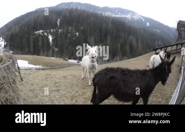 Donkey braying mule Stock Videos & Footage - HD and 4K Video Clips - Alamy