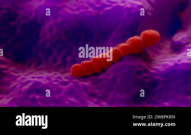 Streptococcus pneumoniae, or pneumococcus, is Gram-positive coccus ...