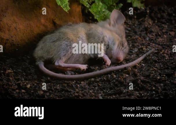 Fungi life cycle Stock Videos & Footage - HD and 4K Video Clips - Alamy