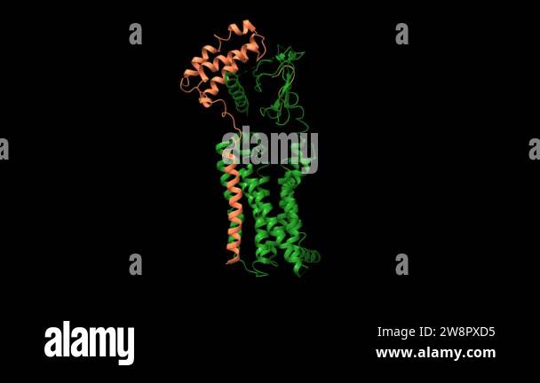 Structure Of The Cgrp Receptor Blue With Cgrp Peptide Brown And Receptor Activity Modifying
