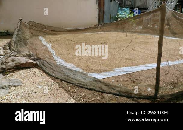 Drying palay or rice husks Stock Videos & Footage - HD and 4K Video ...