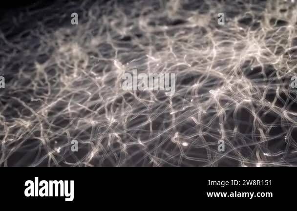Underground fungi Stock Videos & Footage - HD and 4K Video Clips - Alamy