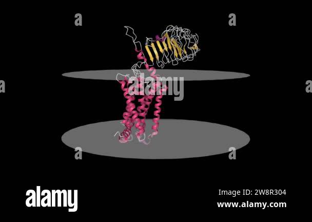 Luteinizing hormone-choriogonadotropin receptor. Animated 3D cartoon ...