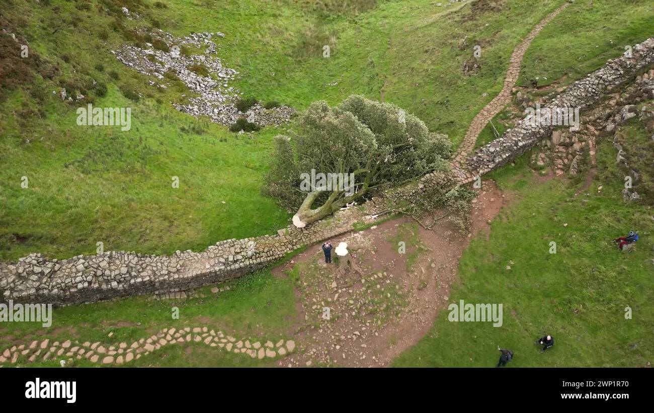 Sycamore tree famous Stock Videos & Footage - HD and 4K Video Clips - Alamy