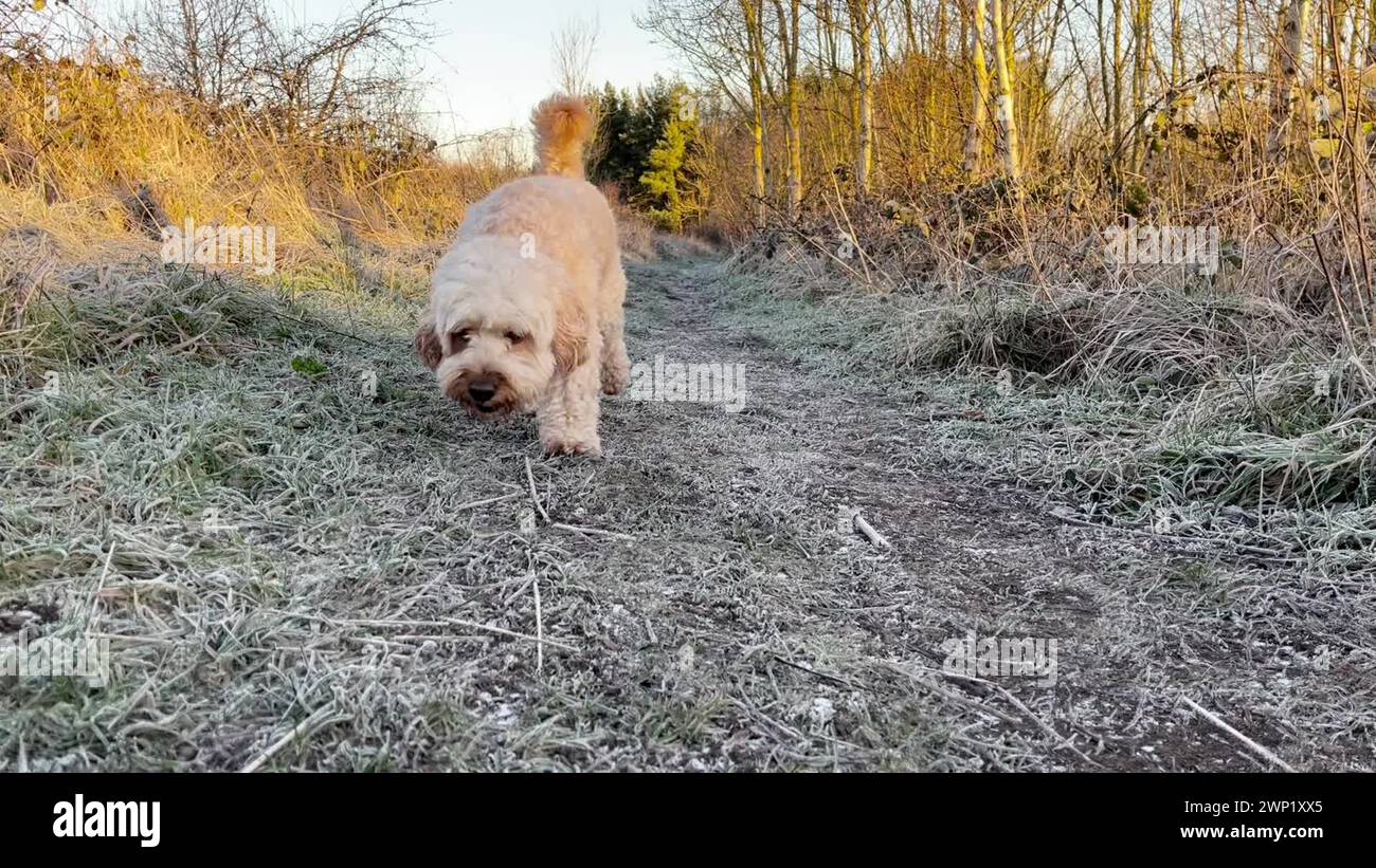 Chilly walk Stock Videos & Footage - HD and 4K Video Clips - Alamy