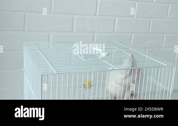Cute White Lab Rodent Or Rat Tries To Get Out Of Cage, Sniffing Pet ...