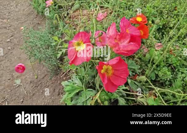 Mesangiospermae Stock Videos & Footage - HD and 4K Video Clips - Alamy