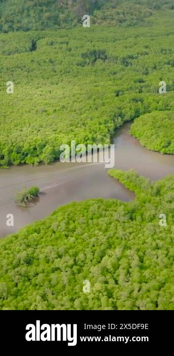 Coastal wetlands with mangroves trees. Boat running over the brown ...
