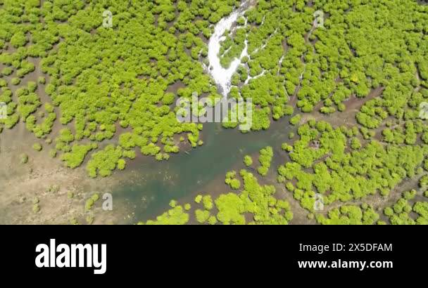 Flying above of greenery landscape of mangroves with river. Sunlight ...