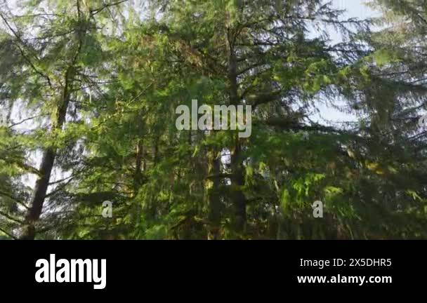 A close view of the dense, vibrant green canopy of evergreen trees ...
