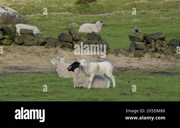 Sheep nuzzle lamb Stock Videos & Footage - HD and 4K Video Clips - Alamy