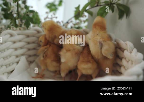 Baby close up white background Stock Videos & Footage - HD and 4K Video ...