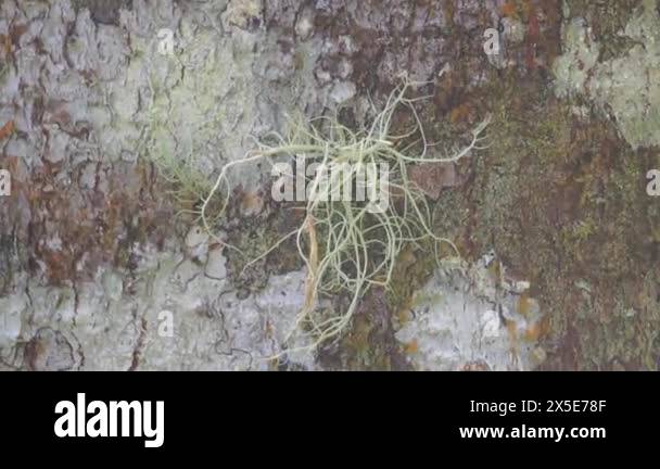 Usnea cornuta (old man's beard, beard lichen, beard moss, tahi angin ...