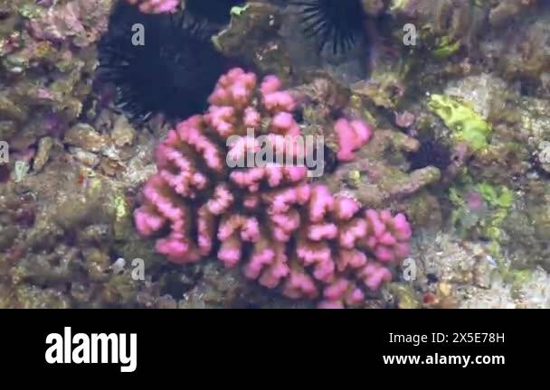 Brain coral is a common name given to various corals in the families ...