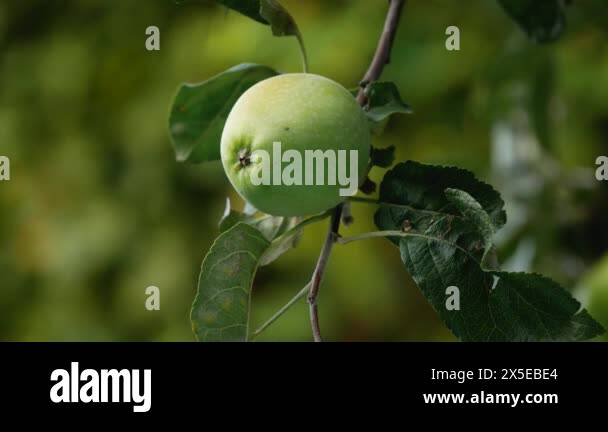A green apple on the branch of an apple tree in the garden. In the ...