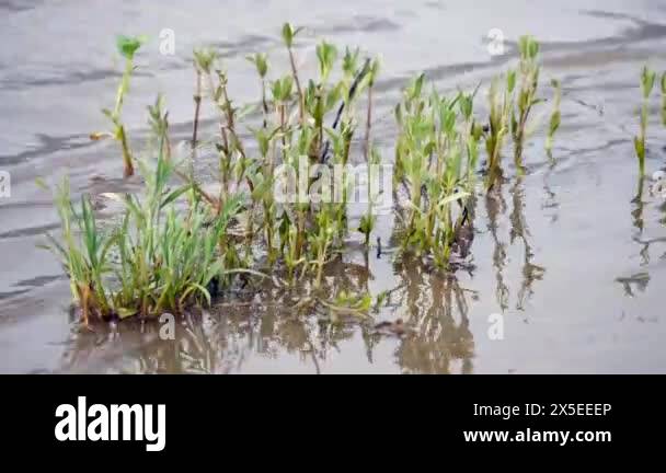 Gentle water waves on the riverside, River waves hitting the shore ...