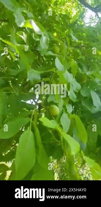 It rains during the night, This footage captures the sound of rain ...