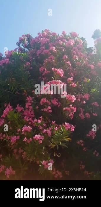 It rains during the night, This footage captures the sound of rain ...
