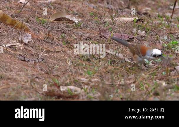 Temperate forest habitat Stock Videos & Footage - HD and 4K Video Clips ...