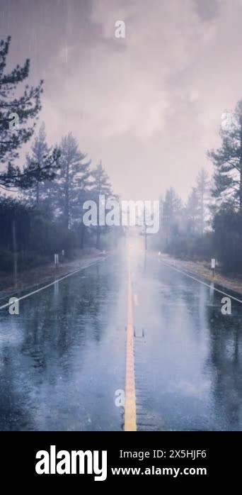 Vertical Wet Rainy Road Through the Pines 4K Loop features a stretch of ...