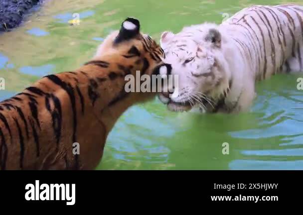 White wild bengal tiger and one wild bengal tiger swimming and kissing ...