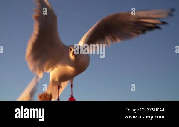 Seagull feeding - Very friendly seagull takes bread, Feeding Bird ...