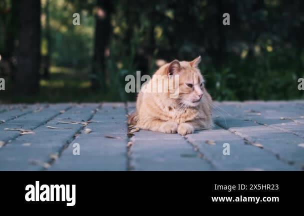 Expressive animals Stock Videos & Footage - HD and 4K Video Clips - Alamy