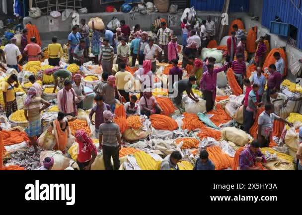 Bengal asia Stock Videos & Footage - HD and 4K Video Clips - Alamy