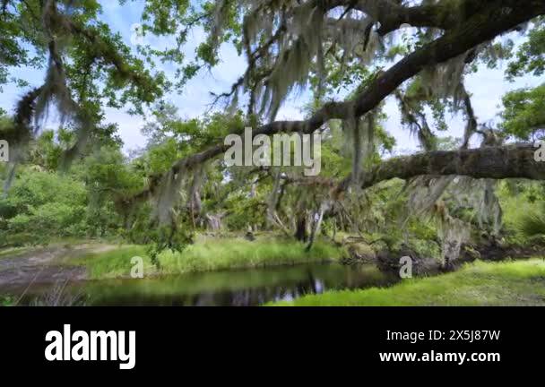 Tropical rainforest ecosystem. Florida jungles with Live Oaks covered ...