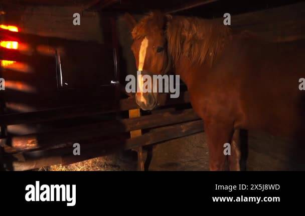 Horse gas protection Stock Videos & Footage - HD and 4K Video Clips - Alamy