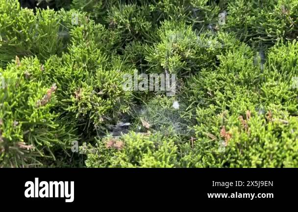 Oligonychus perditus Pritchard & Baker, a spider mite has built a web ...