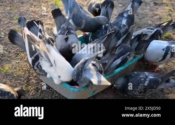 Bird feeding. Flock of pigeons eating food from bowl on sunny morning ...