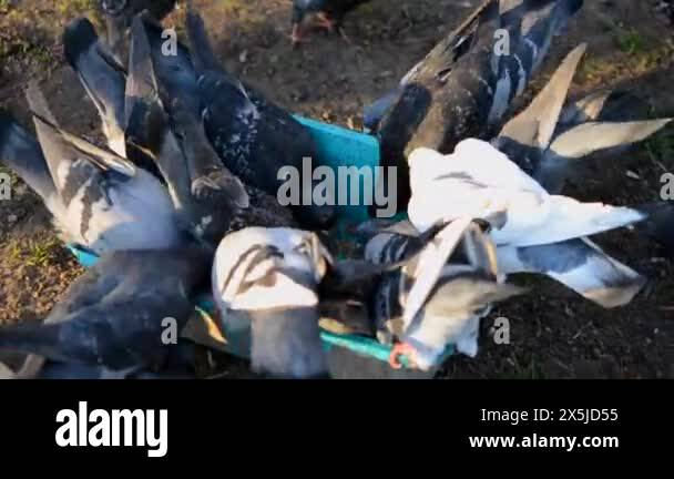 Bird feeding. Flock of pigeons eating food from bowl on sunny morning ...