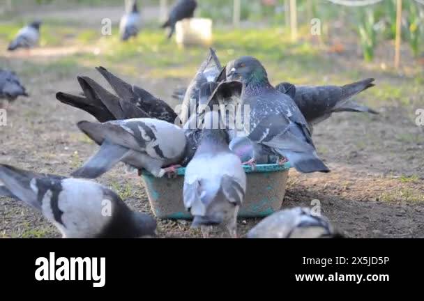 Bird feeding. Flock of pigeons eating food from bowl on sunny morning ...