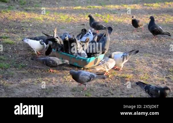 Bird feeding. Flock of pigeons eating food from bowl on sunny morning ...