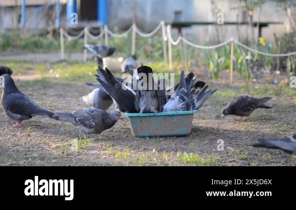 Bird feeding. Flock of pigeons eating food from bowl on sunny morning ...