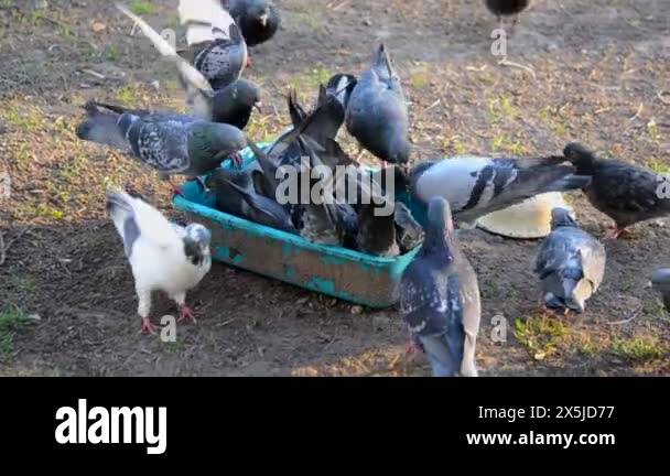Bird feeding. Flock of pigeons eating food from bowl on sunny morning ...
