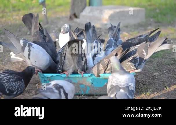 Bird feeding. Flock of pigeons eating food from bowl on sunny morning ...