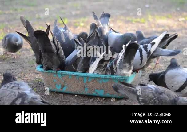 Bird feeding. Flock of pigeons eating food from bowl on sunny morning ...
