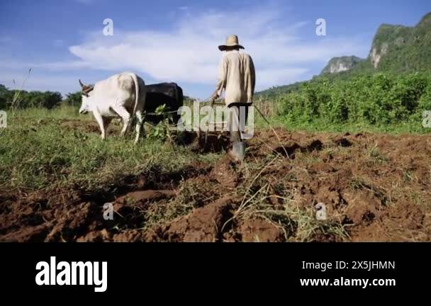 Farming animals man cattle Stock Videos & Footage - HD and 4K Video ...