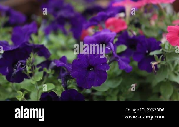 Violet and pink flowers Stock Video Footage - Alamy