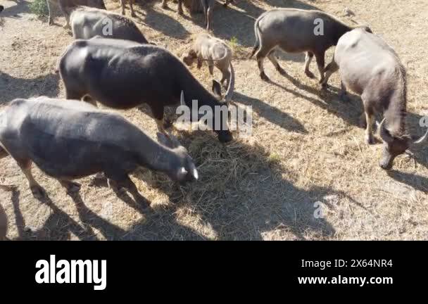 Buffalo farming Stock Videos & Footage - HD and 4K Video Clips - Alamy
