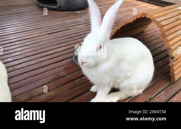 White bunny pink eyes Stock Videos & Footage - HD and 4K Video Clips ...