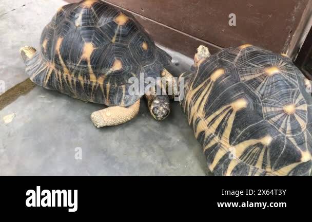 Reptilian companion Stock Videos & Footage - HD and 4K Video Clips - Alamy