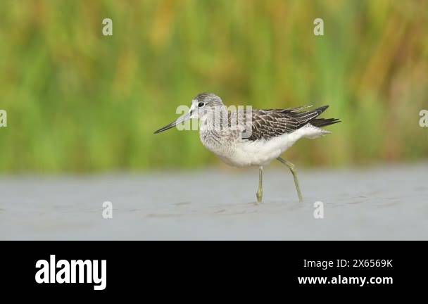 Common waders Stock Videos & Footage - HD and 4K Video Clips - Alamy