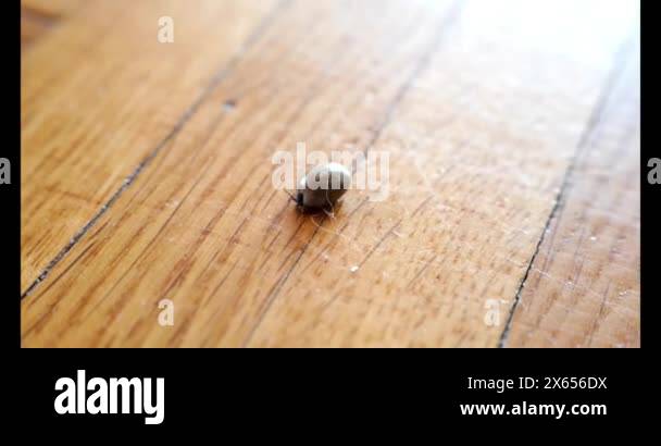 Female tick on a parquet floor.Bloodfilled swollen tick . Bloodsucking ...