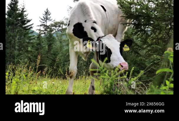 Calf tree calves on grass Stock Videos & Footage - HD and 4K Video ...