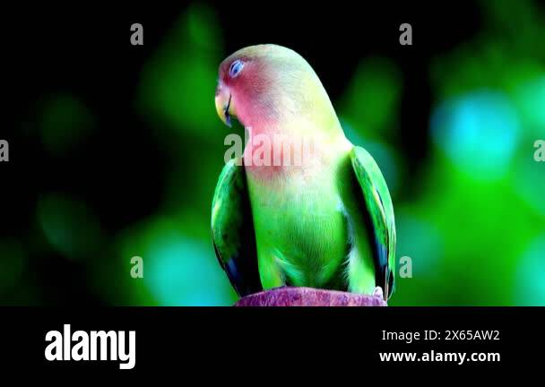 4k love birds, green and pet birds. Their name comes from the commonly ...
